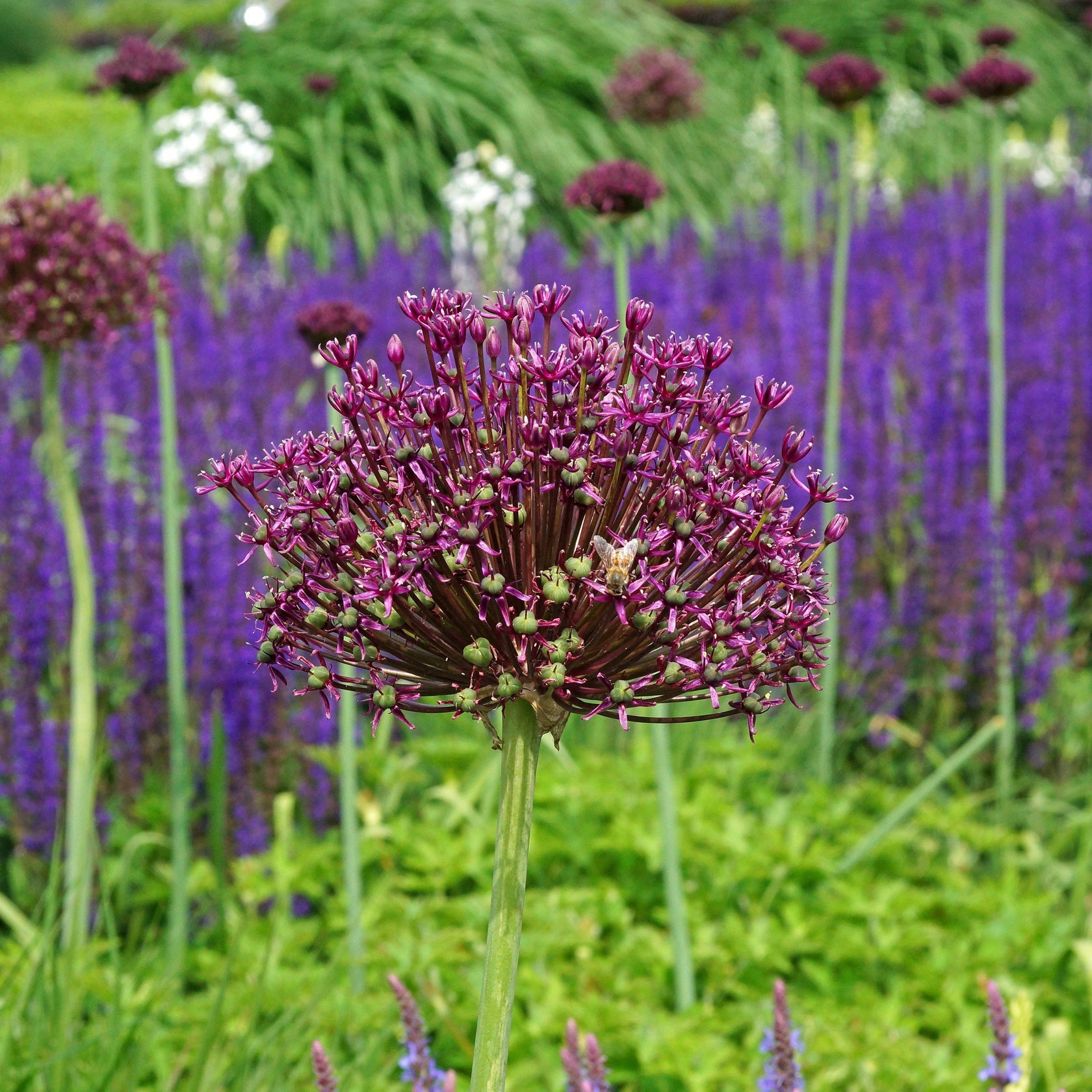 Maroon to Purple Allium Bulbs for Sale Online | Atropurpureum – Easy To ...