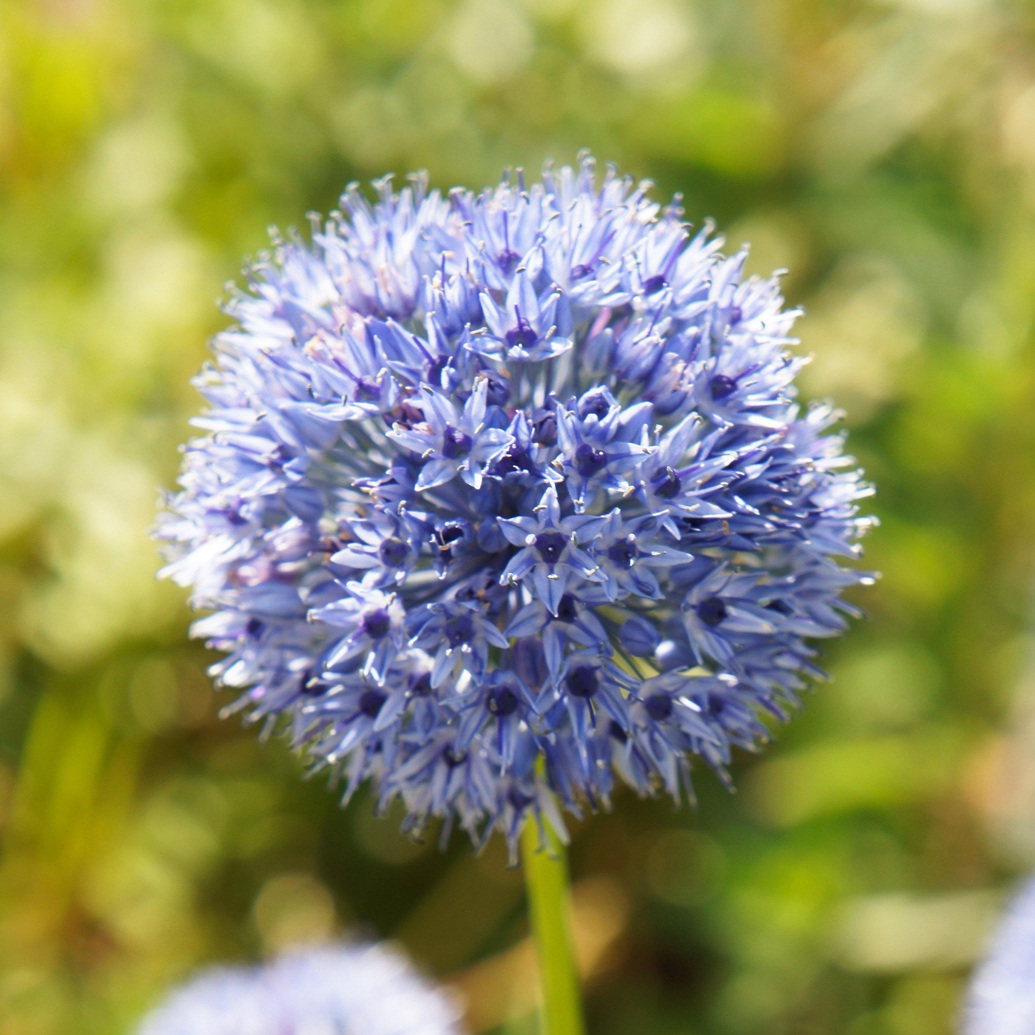 Allium Bulbs for Sale Online | Azureum (Blue of the Heavens) – Easy To ...