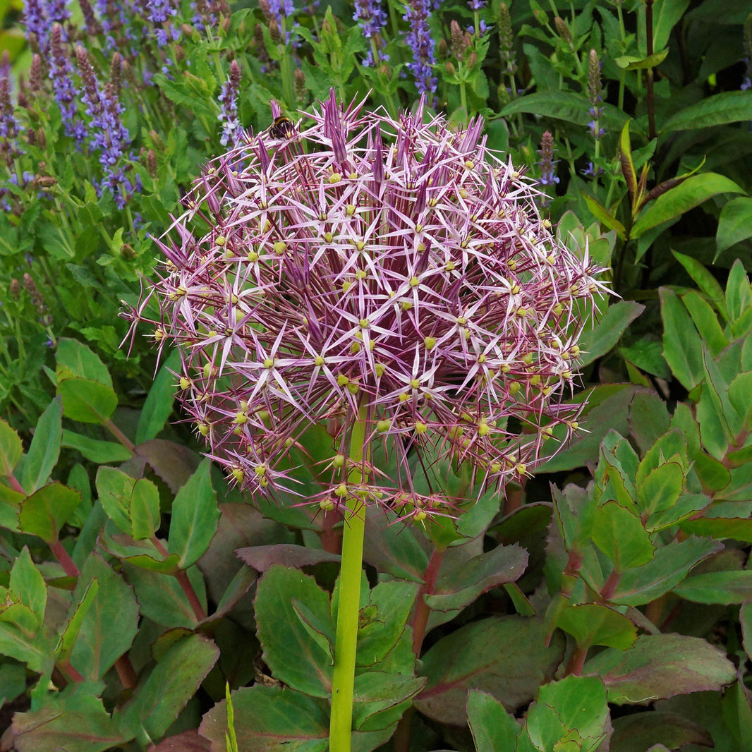 Allium Bulbs – Easy To Grow Bulbs