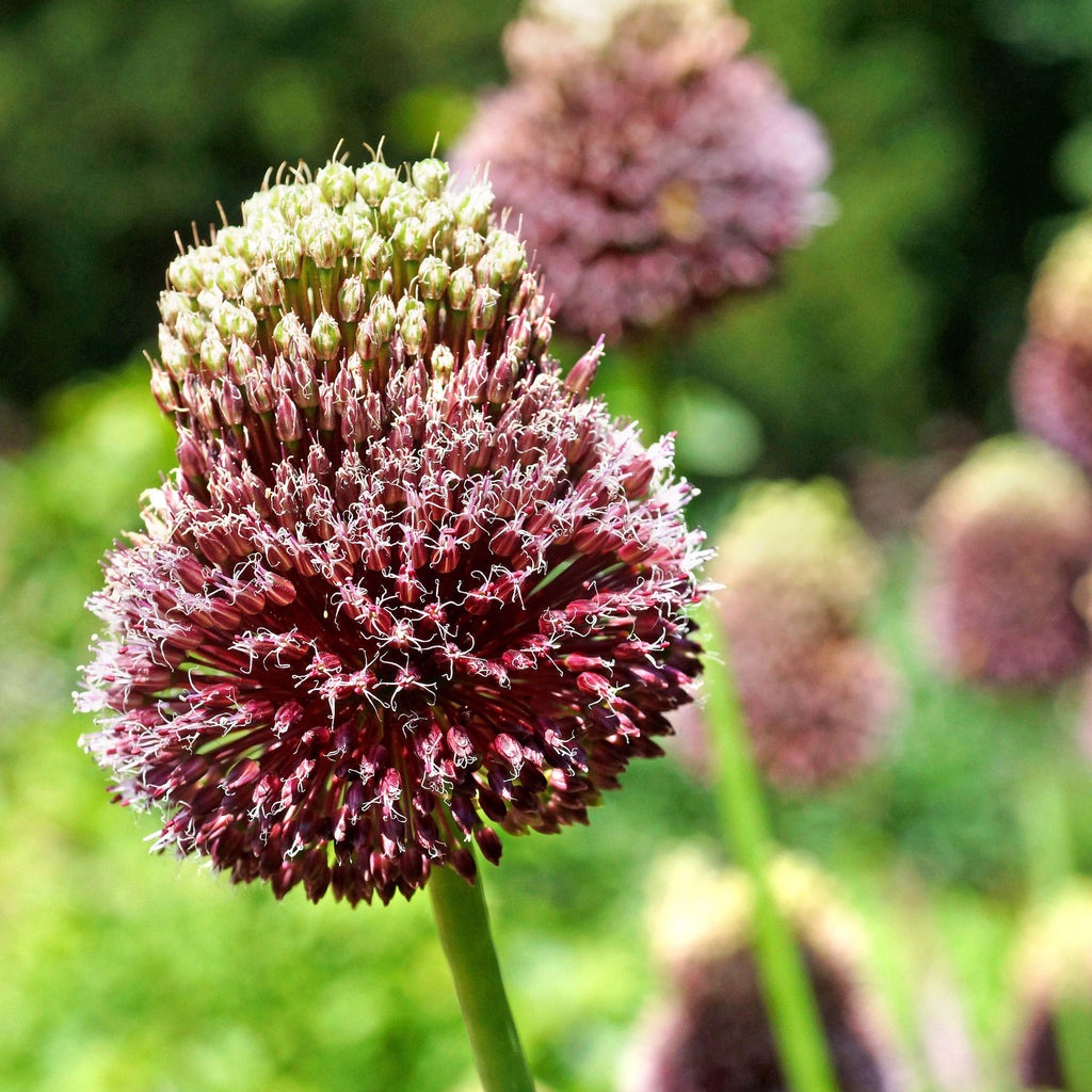 Red Allium Flower