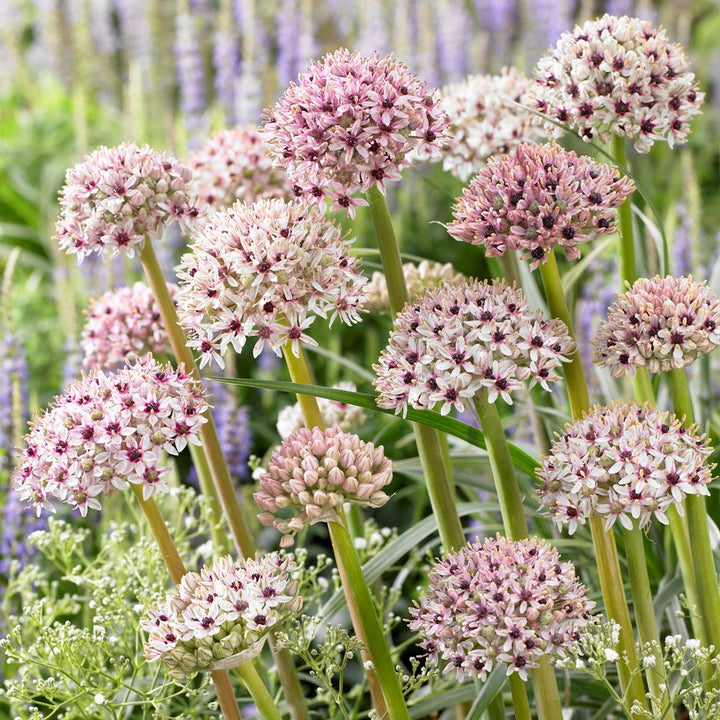 Allium Bulbs for Sale Online | Easy to Grow™ – Easy To Grow Bulbs