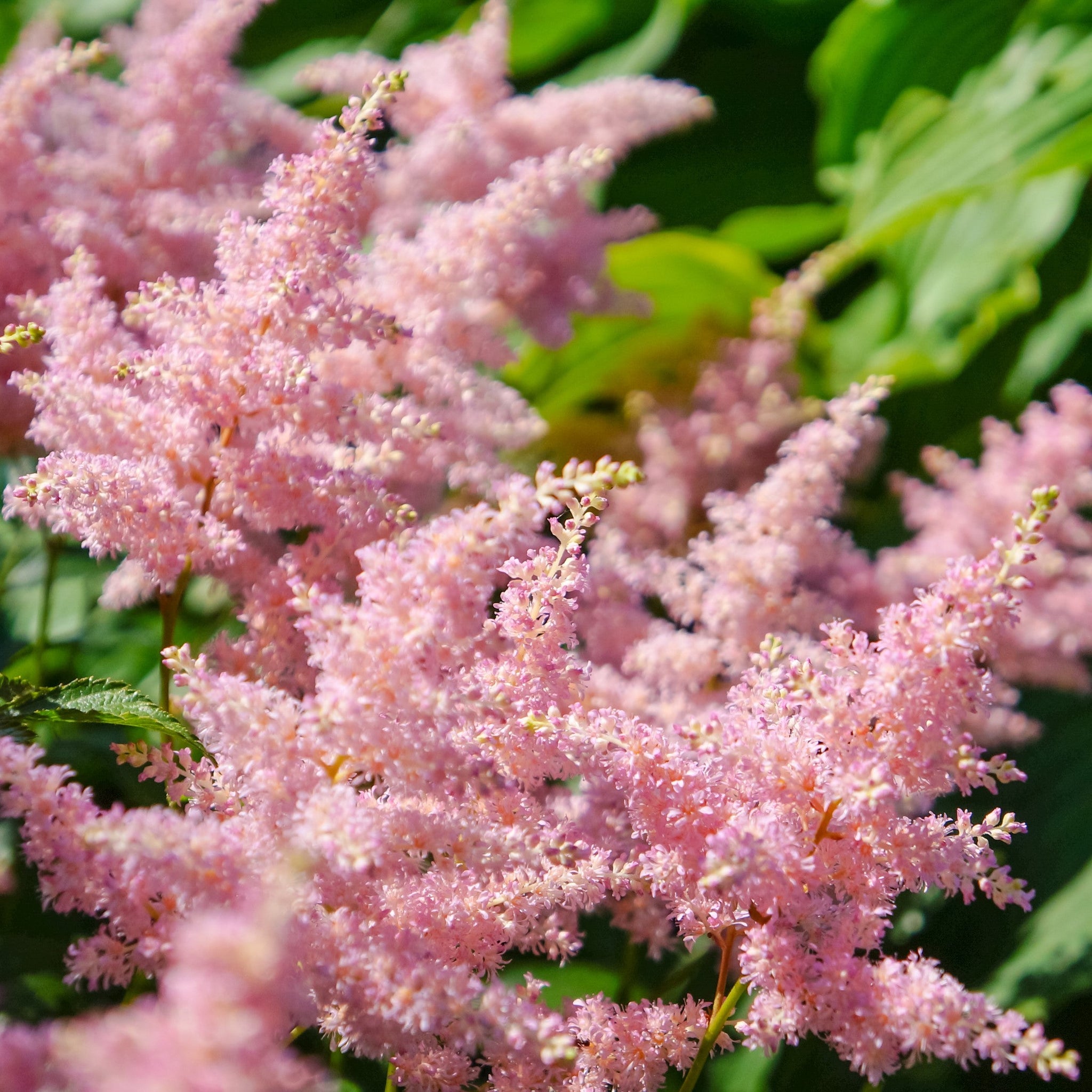 Baby Pink Astilbe Bare Root Plants for Sale Online | Europa – Easy To ...