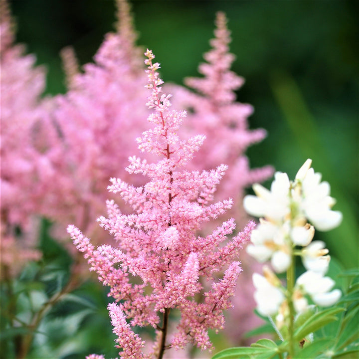 Astilbe Planting & Growing Guide – Easy To Grow Bulbs