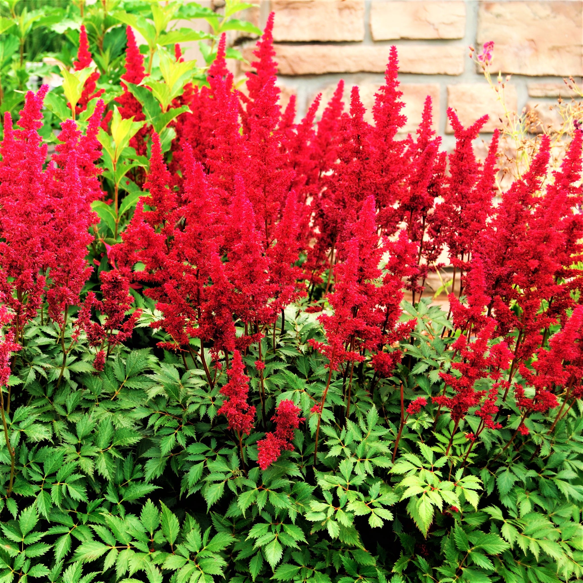 Rich Red Astilbe Bare Root Plants for Sale Online | Fanal – Easy To ...