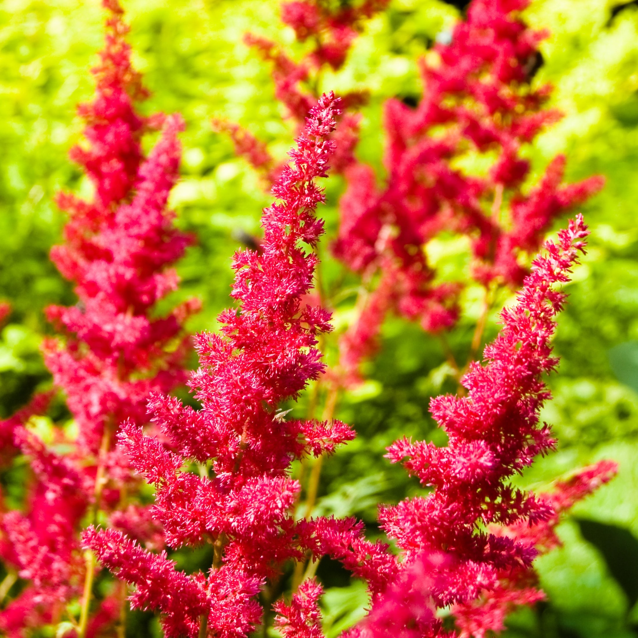 Rich Red Astilbe Bare Root Plants for Sale Online | Fanal – Easy To ...