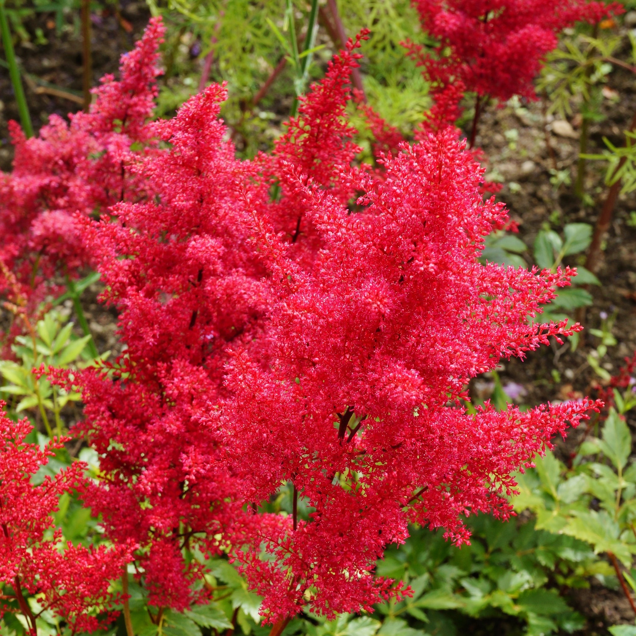 Rich Red Astilbe Bare Root Plants for Sale Online | Fanal – Easy To ...
