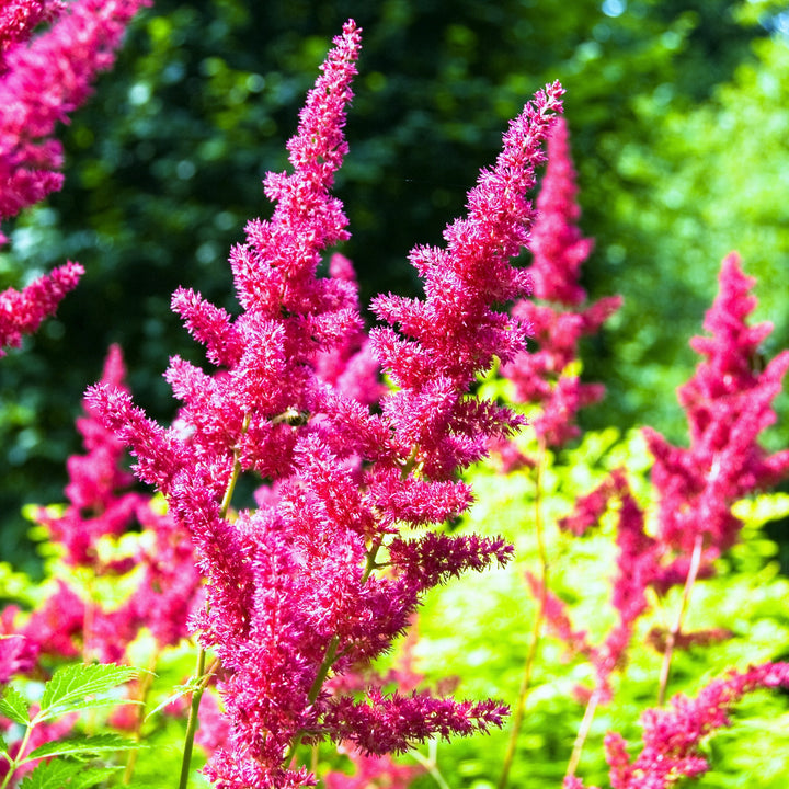 Astilbe Planting & Growing Guide – Easy To Grow Bulbs