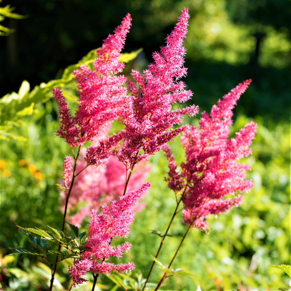 Astilbe Planting Guide – Easy To Grow Bulbs