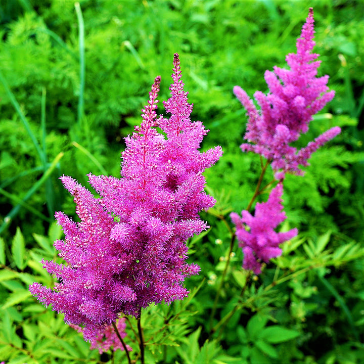 Easy to Grow Astilbe Bareroot Garden Plants - Shade, Outdoors – Easy To ...