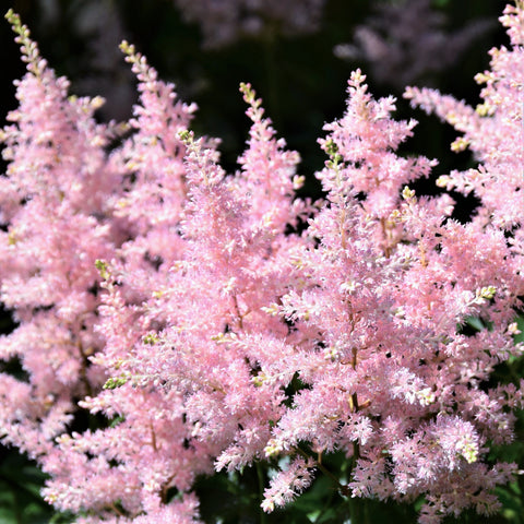 Astilbe Planting Guide – Easy To Grow Bulbs