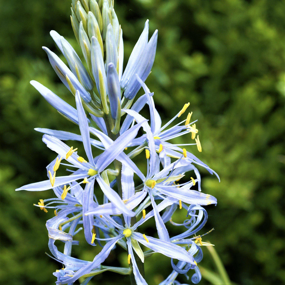 Camassia Bulbs for Sale – Easy To Grow Bulbs