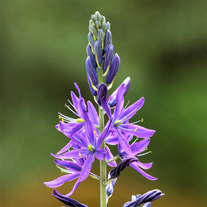 Camassia Bulbs for Sale – Easy To Grow Bulbs