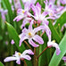 Sparkling Chionodoxa Bulbs for Sale | Spring Singalong Mix – Easy To ...
