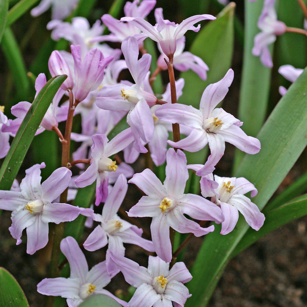 Rich Purple Chionodoxa Bulbs for Sale Online | Violet Beauty – Easy To ...