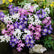 Sparkling Chionodoxa Bulbs for Sale | Spring Singalong Mix – Easy To ...