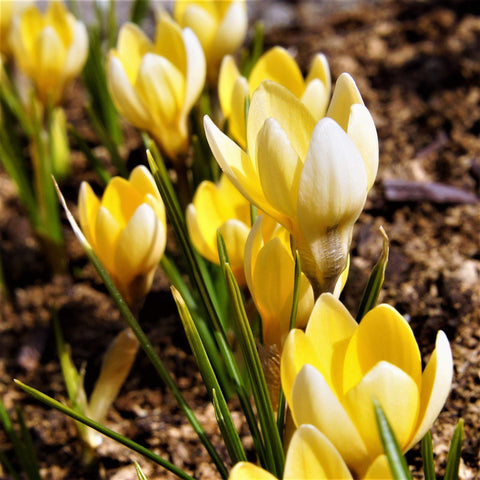 Crocus Planting & Growing Guide - Easy to Grow – Easy To Grow Bulbs