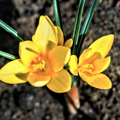 Learn How to Grow Saffron Crocus from Easy to Grow! – Easy To Grow Bulbs