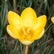 Golden Crocus Chrysanthus Bulbs For Sale Online | Goldilocks – Easy To ...
