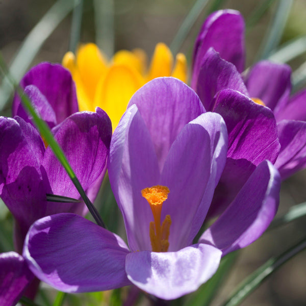 Violet Crocus Vernus Bulbs For Sale Online | Flower Record – Easy To ...