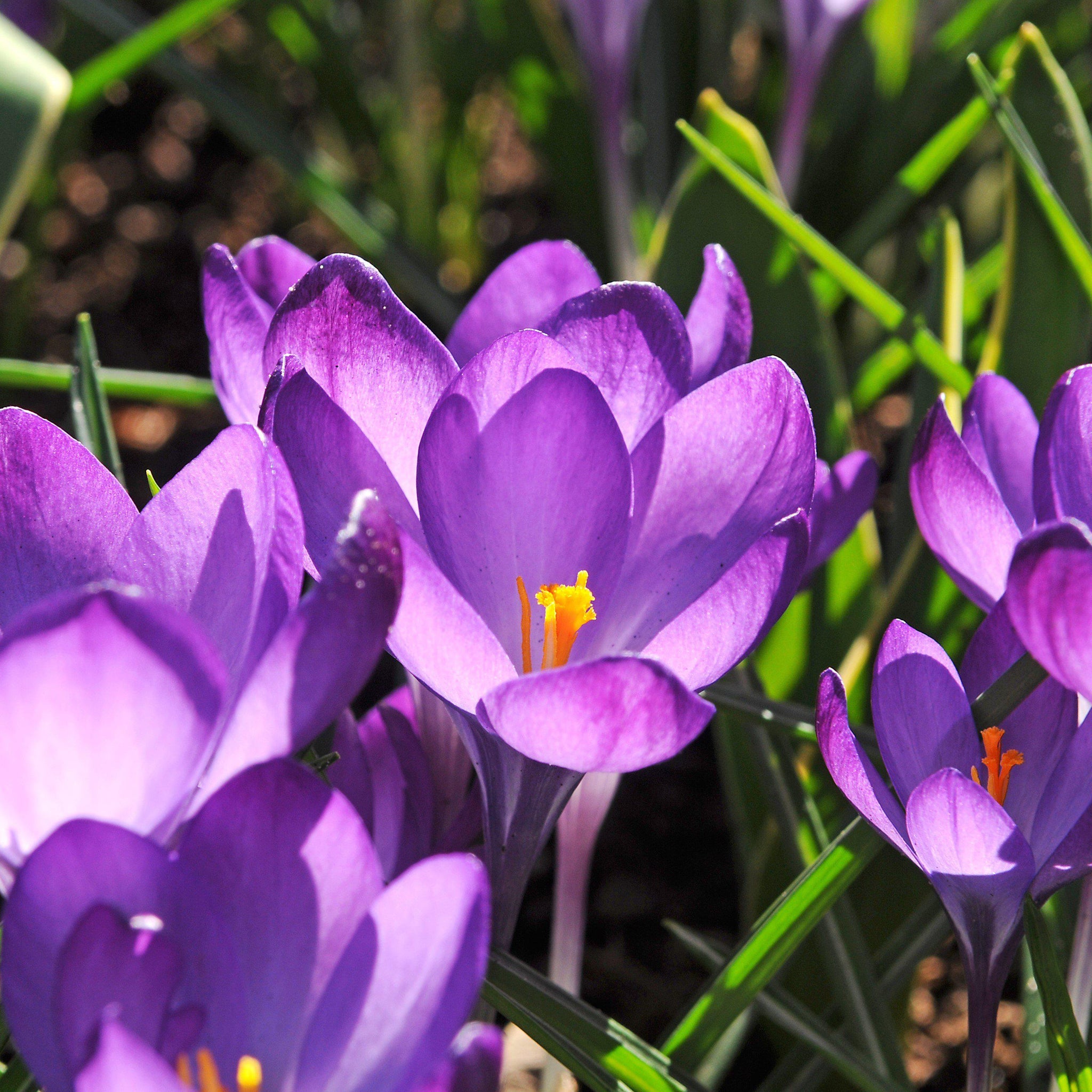 Violet Crocus Vernus Bulbs For Sale Online | Flower Record – Easy To ...