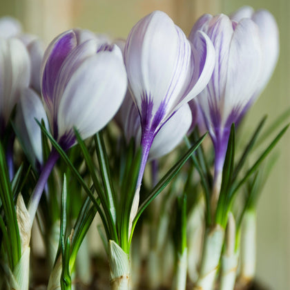 Soft Violet Crocus Vernus Bulbs For Sale | King of the Striped – Easy ...