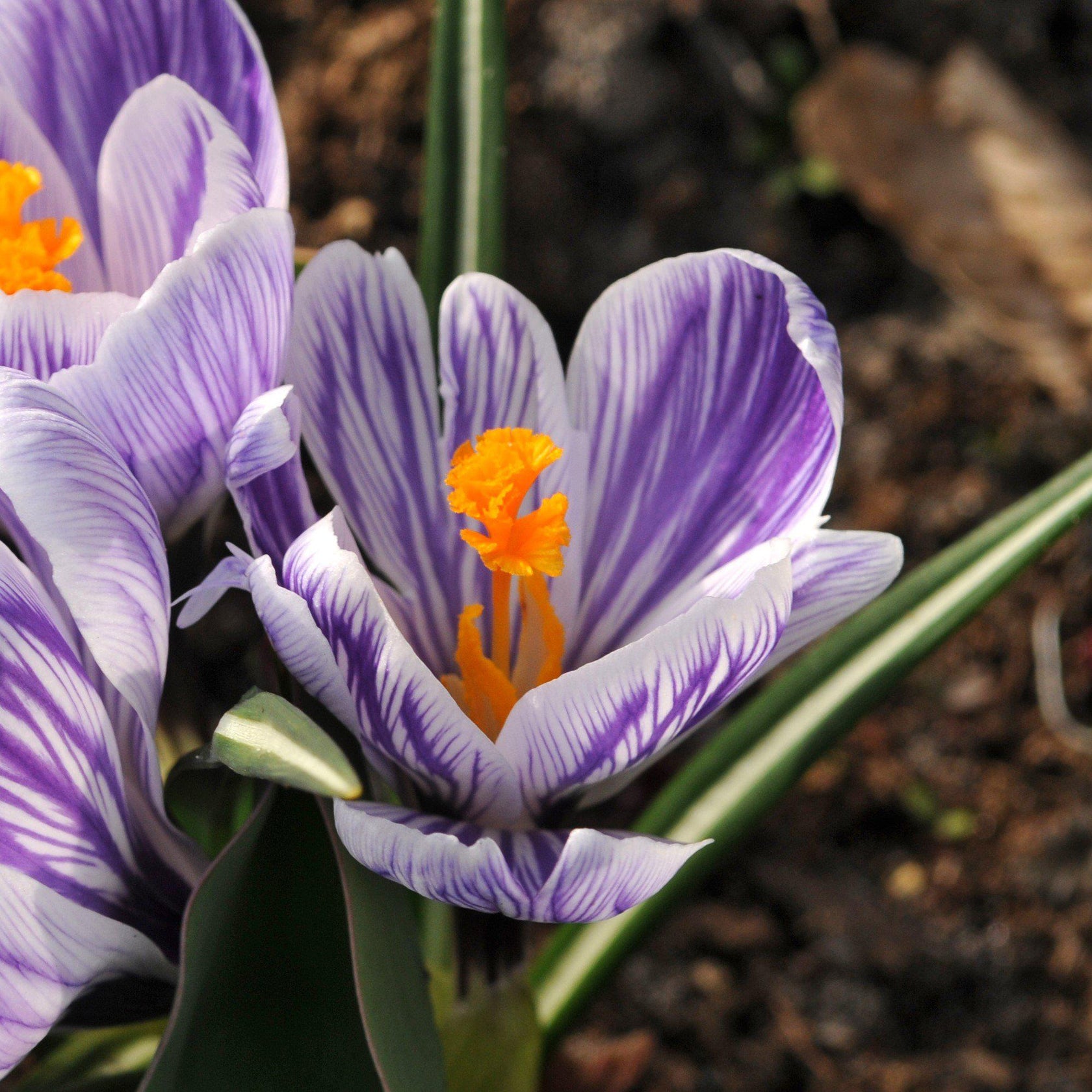 Soft Violet Crocus Vernus Bulbs For Sale | King of the Striped – Easy ...