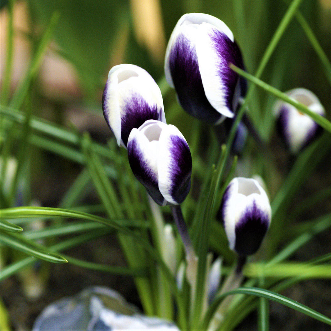 Crocus Bulbs for Sale – Easy To Grow Bulbs