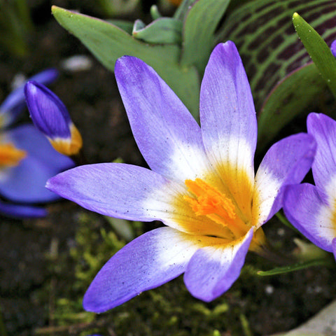 Learn How to Grow Saffron Crocus from Easy to Grow! – Easy To Grow Bulbs