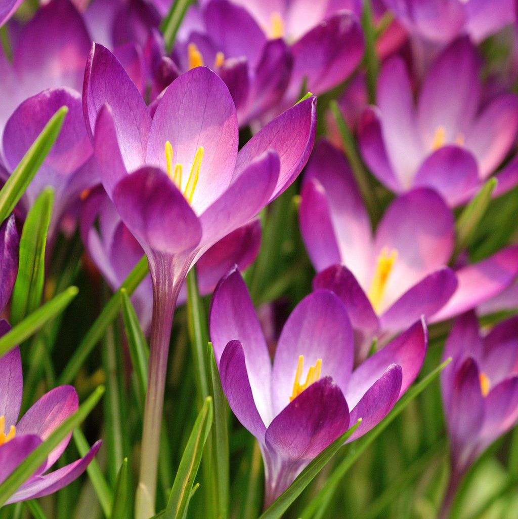 Crocus Tommasinianus Bulbs For Sale Online | Ruby Giant – Easy To Grow ...