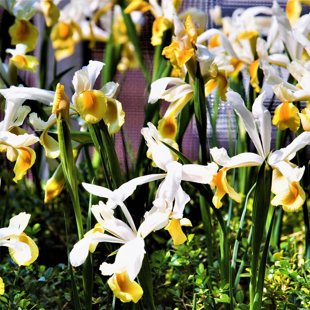 Dutch Iris Planting Guide – Easy To Grow Bulbs