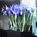 Fragrant Dutch Iris Bulbs For Sale Online | Blue Diamond – Easy To Grow ...
