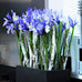 Fragrant Dutch Iris Bulbs For Sale Online | Blue Diamond – Easy To Grow ...