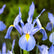 Fragrant Dutch Iris Bulbs For Sale Online | Blue Diamond – Easy To Grow ...