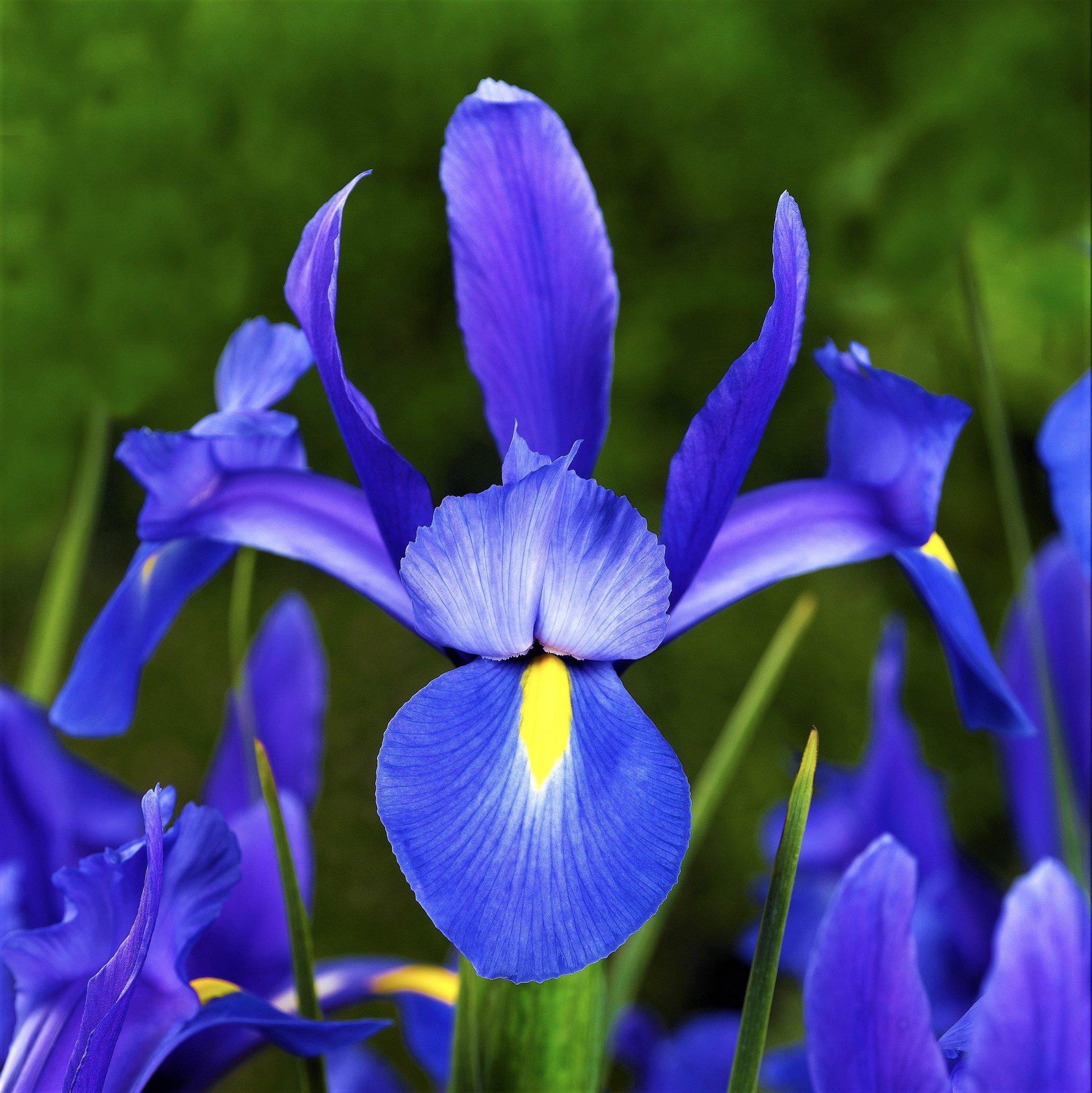 Fragrant Dutch Iris Bulbs For Sale Online | Blue Diamond – Easy To Grow ...
