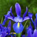 Fragrant Dutch Iris Bulbs For Sale Online | Blue Diamond – Easy To Grow ...