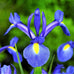 Fragrant Dutch Iris Bulbs For Sale Online | Blue Diamond – Easy To Grow ...