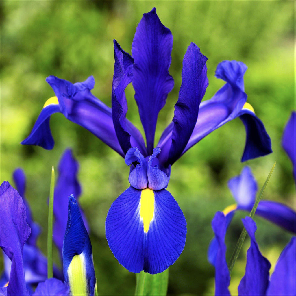 Top View Blue And Yellow Iris