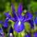 Brilliant Dutch Iris Bulbs for Sale Online | Spring Royalty Mix – Easy ...