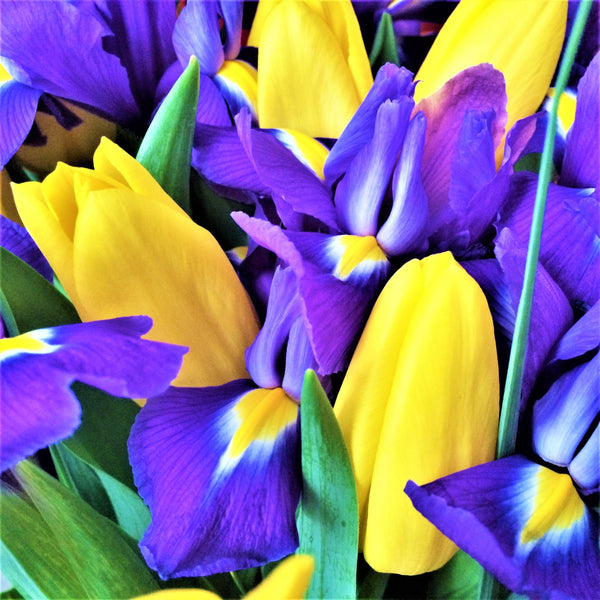 Dutch Iris Planting Guide – Easy To Grow Bulbs