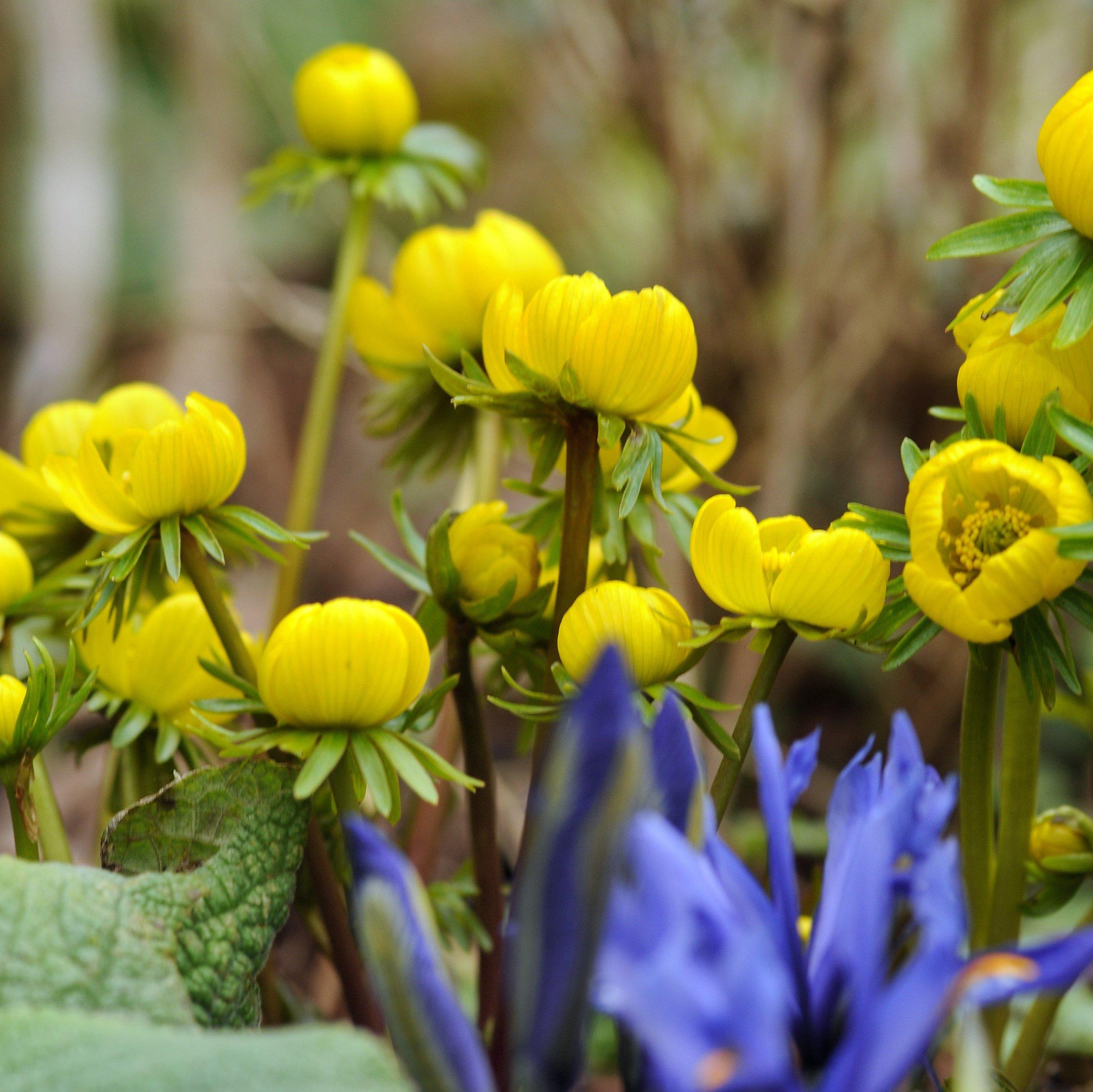 Electric Yellow Eranthis Bulbs For Sale | Winter Aconite – Easy To Grow ...
