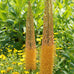 Elegant Amber Eremurus Roots for Sale Online | Rexona – Easy To Grow Bulbs