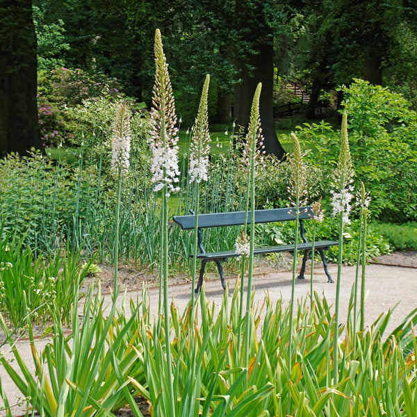 Pretty Light Pink Eremurus Roots for Sale Online | Robustus – Easy To ...