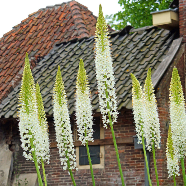 Foxtail Lilies - (Eremurus) Planting Guide – Easy To Grow Bulbs