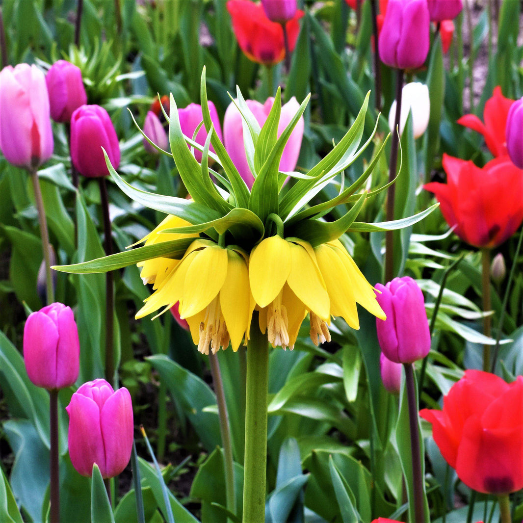 Fritillaria Bulbs for Sale – Easy To Grow Bulbs