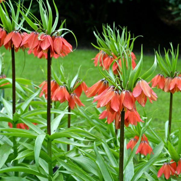 Brilliant Fritillaria Bulbs for Sale Online | Crown Imperial Red – Easy ...