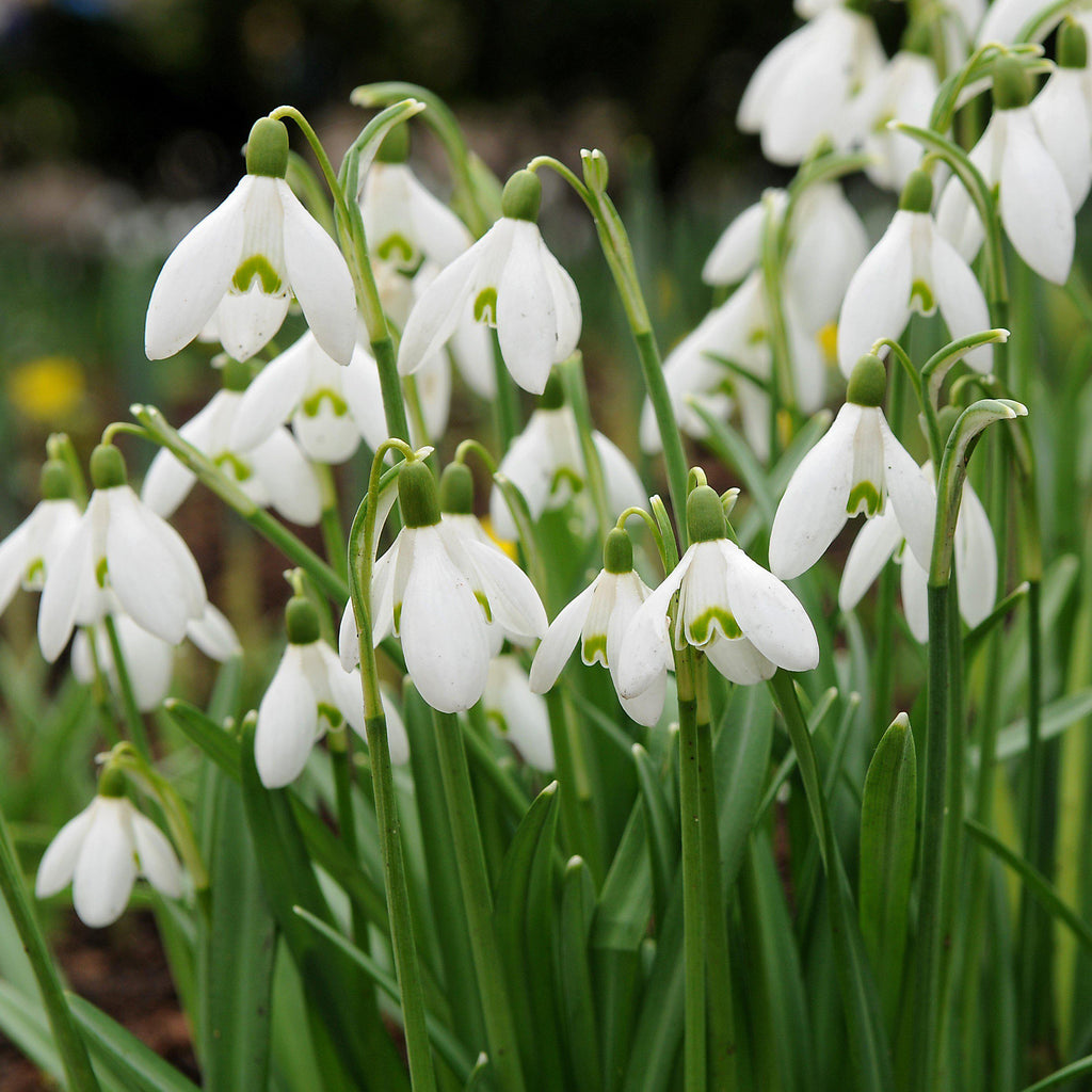 Beautiful Galanthus Bulbs for Sale | Common Snowdrop Nivalis – Easy To ...