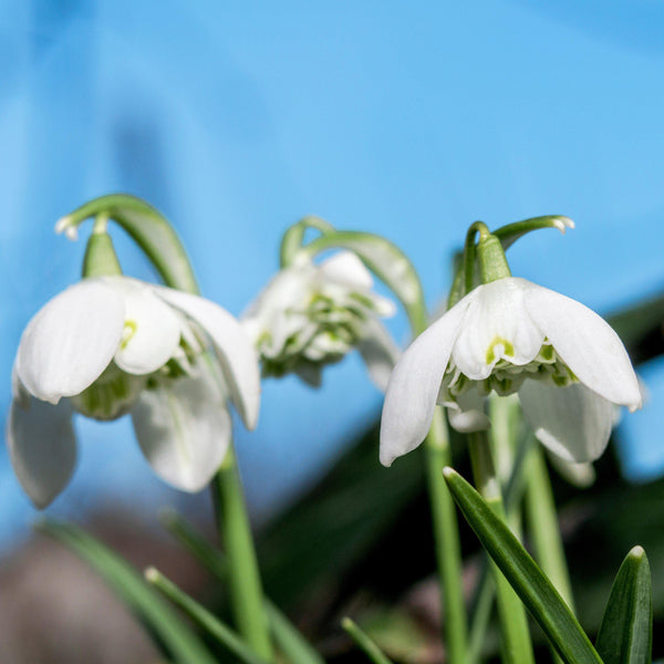 Lovely Galanthus Bulbs for Sale | Double Snowdrop Flore Pleno – Easy To ...