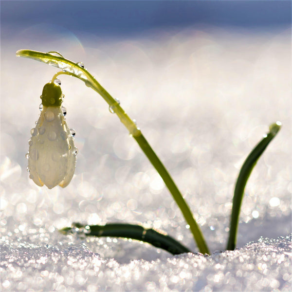Lovely Galanthus Bulbs for Sale | Double Snowdrop Flore Pleno – Easy To ...