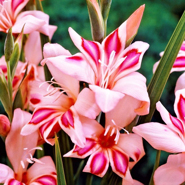 Gladiolus – Easy To Grow Bulbs