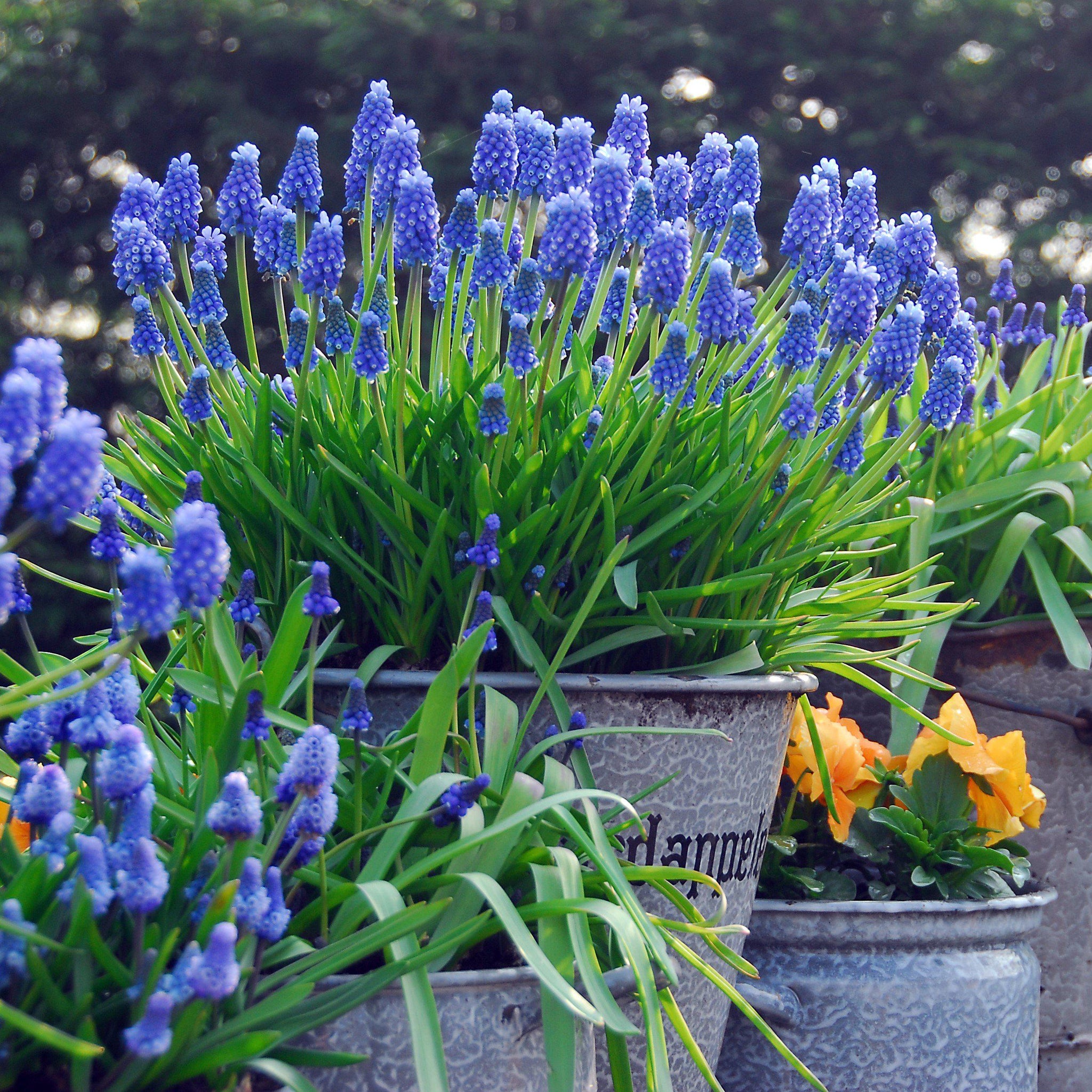 Dazzling Grape Hyacinth Bulbs for Sale | Blue 'Armeniacum' – Easy To ...